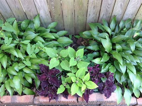 Hosta And Coleus Beautiful Plants For Your Home