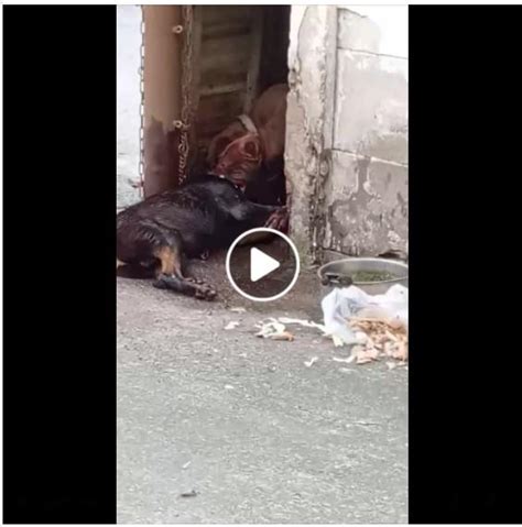 被咬到多處傷口骨折！2比特犬侵門踏戶攻擊撕咬家犬，恐怖畫面曝光！ 爆料公社