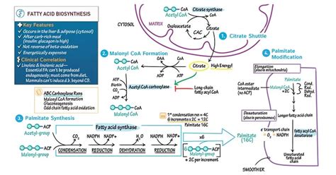 Fatty Acid Synthesis Pathway And Importance Notes Bioteck Ink