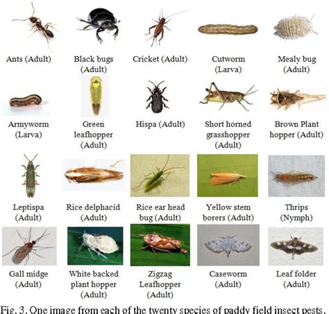 Pdf Image Classification Of Paddy Field Insect Pests Using Gradient Based Features Semantic