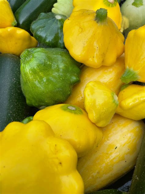 23 Different Types Of Summer Squash Varieties