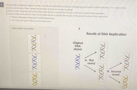 Solved 3 The Partially Completed Diagram Shows A Double Stranded Dna Molecule Undergoing Two
