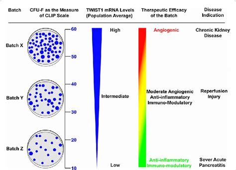 Bacterial Cfu Assay Protocol At Katie Davis Blog