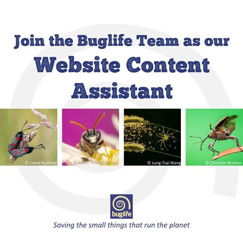 buglife on linkedin buglife jobs website