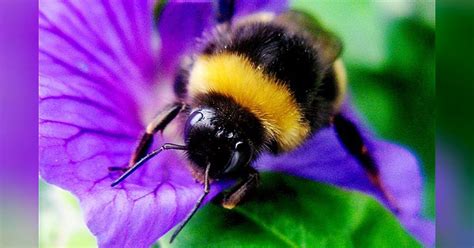 Home Organizing Tips And Solutions For Bees Clutterbug Podcast 36