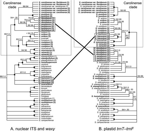 Strict Consensus Trees Derived From Mp Analysis Of The Nuclear Data Set Download Scientific