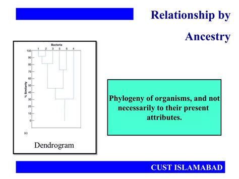 Classification Ppt