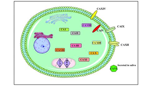 Subcellular Localization Of Cas Ca I Ii Iii Vii Viii X Xi And
