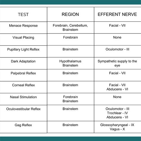 Understanding Cranial Nerve Testing
