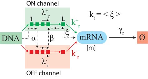 Stochastic Transcription Rate And Transcription Bursting In This Download Scientific Diagram