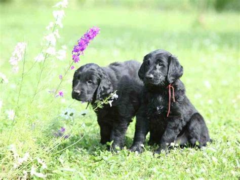 Labrador Retriever Vs Flat Coated Retriever