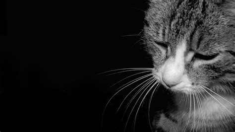 Грустный кот · 2560x1440 Qhd And Wqhd 169 бесплатная фотография от