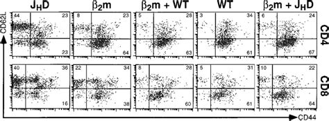 FACS Analysis Of Splenic T Cell Activation Phenotype In The BM Download Scientific Diagram