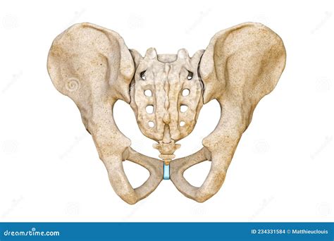 Posterior Or Back View Of Human Male Pelvis Sacrum Lumbar Spine And