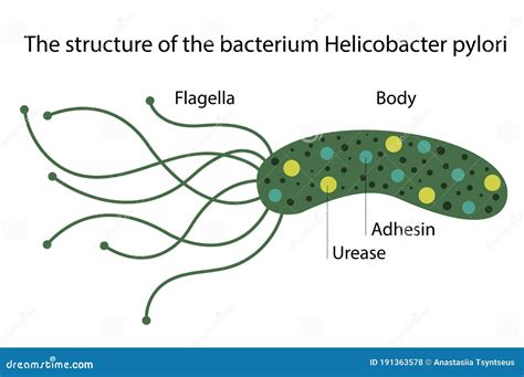 The Structure Of Helicobacter Pylori Infographics Cartoon Vector