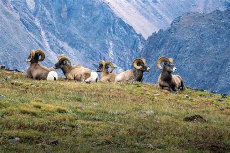 16 Best Us National Parks For Wildlife Watching The National Parks
