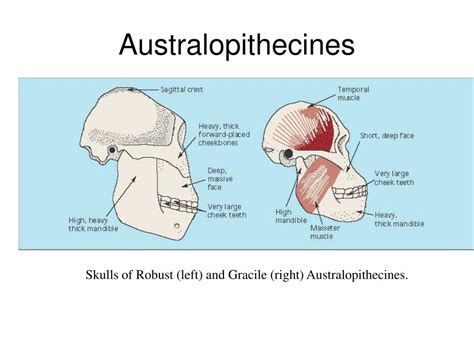 Ppt Ardipithecus Ramidus Powerpoint Presentation Free Download Id623110