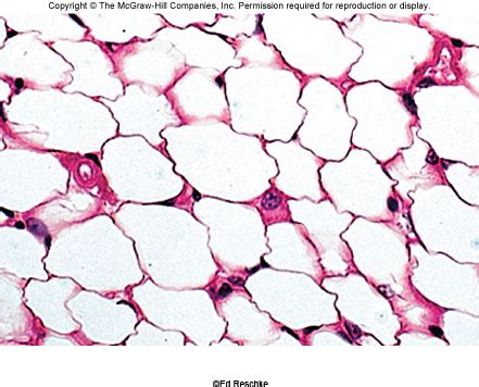 Tissue Identification Quiz Flashcards Quizlet