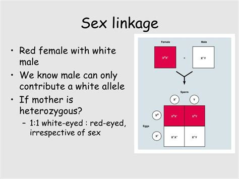 PPT Linkage Sex Linkage Pedigrees PowerPoint Presentation Free Download ID
