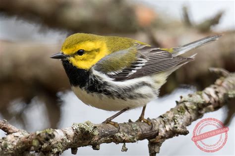 2019 Spring Warbler Migration Jeremy Meyer Photography