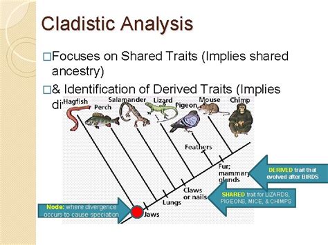 Evolution Classification Phylogeny Cladistics Dichotomous Keys Classification How