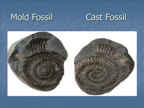 PPT What Are Fossils PowerPoint Presentation Free Download ID 5326922