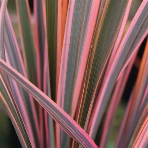 Phormium Sundowner Garden Plant Colorful Striped Foliage Compact