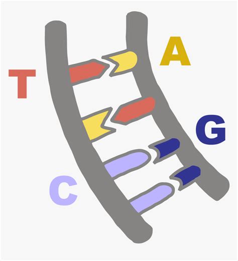 Nucleotide Base Pairs