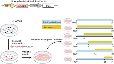 A Synthetic Closed Looped Gene Circuit For The Autonomous Regulation