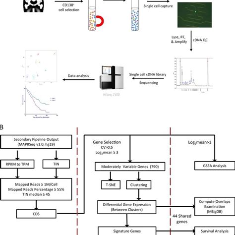 Workflow Of ScRNA Seq In MM A Schematic Illustration Of ScRNA Seq From Download Scientific