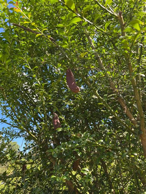 Native Australian Finger Lime Designer Trees Australia