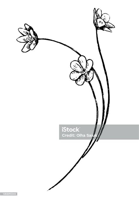 손으로 그린 벡터 그래픽 그림 간 간염의 세 꽃 흰색으로 분리된 식물 스케치 조각 스타일 그림 디자인 문신 인쇄 카드에 대한 빈티지 흑백 장식 요소 0명에 대한 스톡 벡터