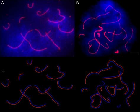 Fluorescent Micrographs And Interpretative Diagrams Of Pachytene Download Scientific Diagram