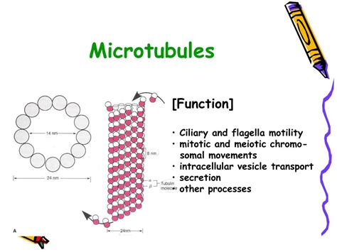 Ppt Cell Biology 13 Cytoskeleton 3 Rd Powerpoint Presentation Free