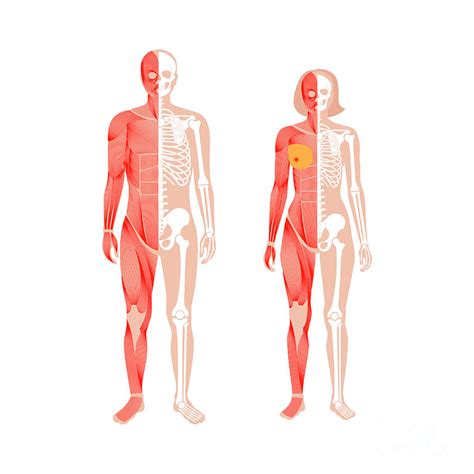 Human Muscular System Photograph By Pikovit Science Photo Library