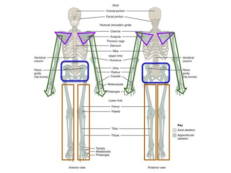 The Skeletal System Appendicular Skeleton Anatomy And Physiology