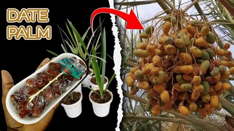 How To Grow Date Palm From Seeds At Hugo Trickett Blog