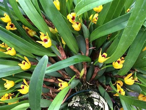 Maxillaria Variabilis New World Orchids