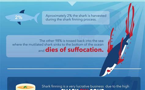 Shark Fin Construction At Paula Roche Blog