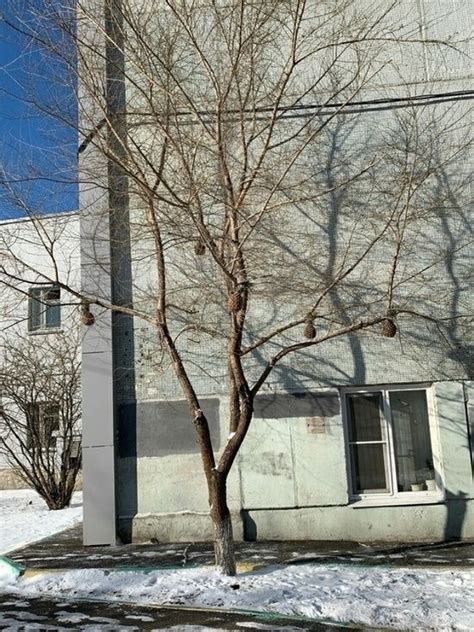 Фото дня: В Улан-Удэ на дереве «выросли» ананасы Экзотические фрукты ...