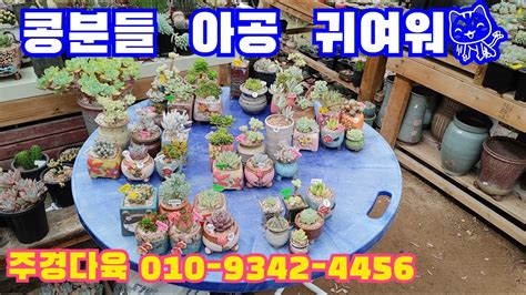 콩분 다육 귀요미 주경다육 택배가능 010 9342 4456 울산 다육농장 다육이키우기 다육농장추천 Youtube