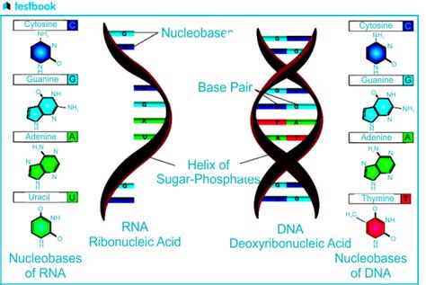 Nucleic Acids Classification And Function