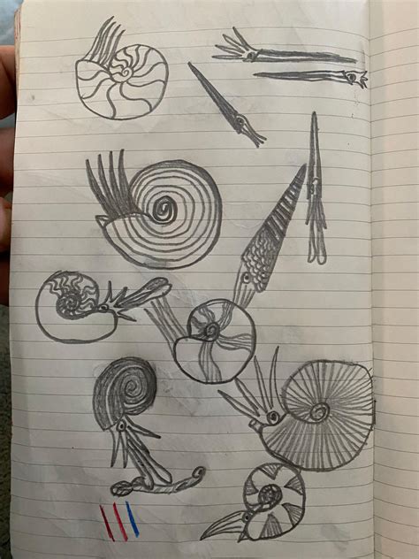 Ammonoid And Bactritoid Markings Practice By Pr0teusunbound On Deviantart
