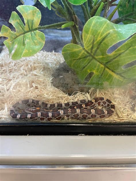 What Morph Normal Rcornsnake