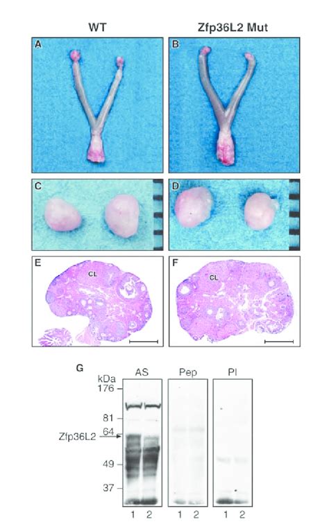 Anatomy Of ∆n Zfp36l2 Mutant Female Reproductive Tract Ovaries From