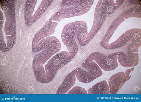 Cross Section Of The Cerebellum And Nerve Human Under The Microscope For Education Stock Image