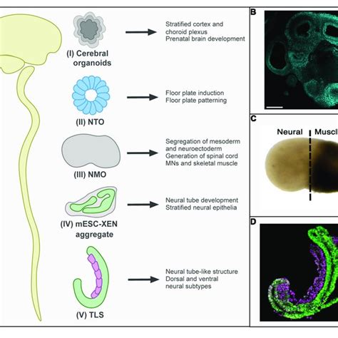 In Vitro Models Of Mammalian Development Overview Of Model Systems