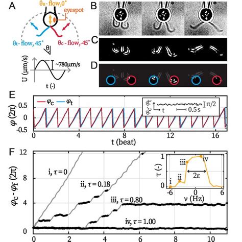 Experimental Workflow A Captured Cr Cells Are Subjected To Download Scientific Diagram