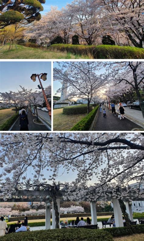 수원 영통 벚꽃명소 경희대학교 국제캠퍼스 비행테라스