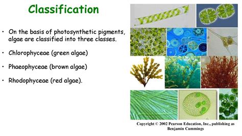 Evolution Early Plants To Higher Plants Ppt Download